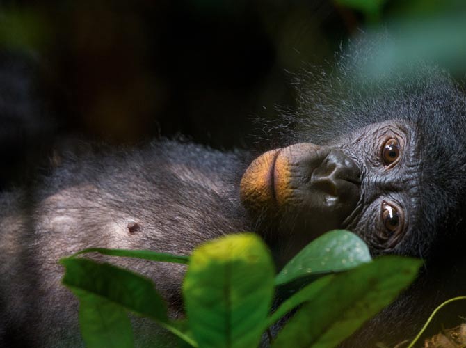 bensozia: Diversity in Bonobo Behavior