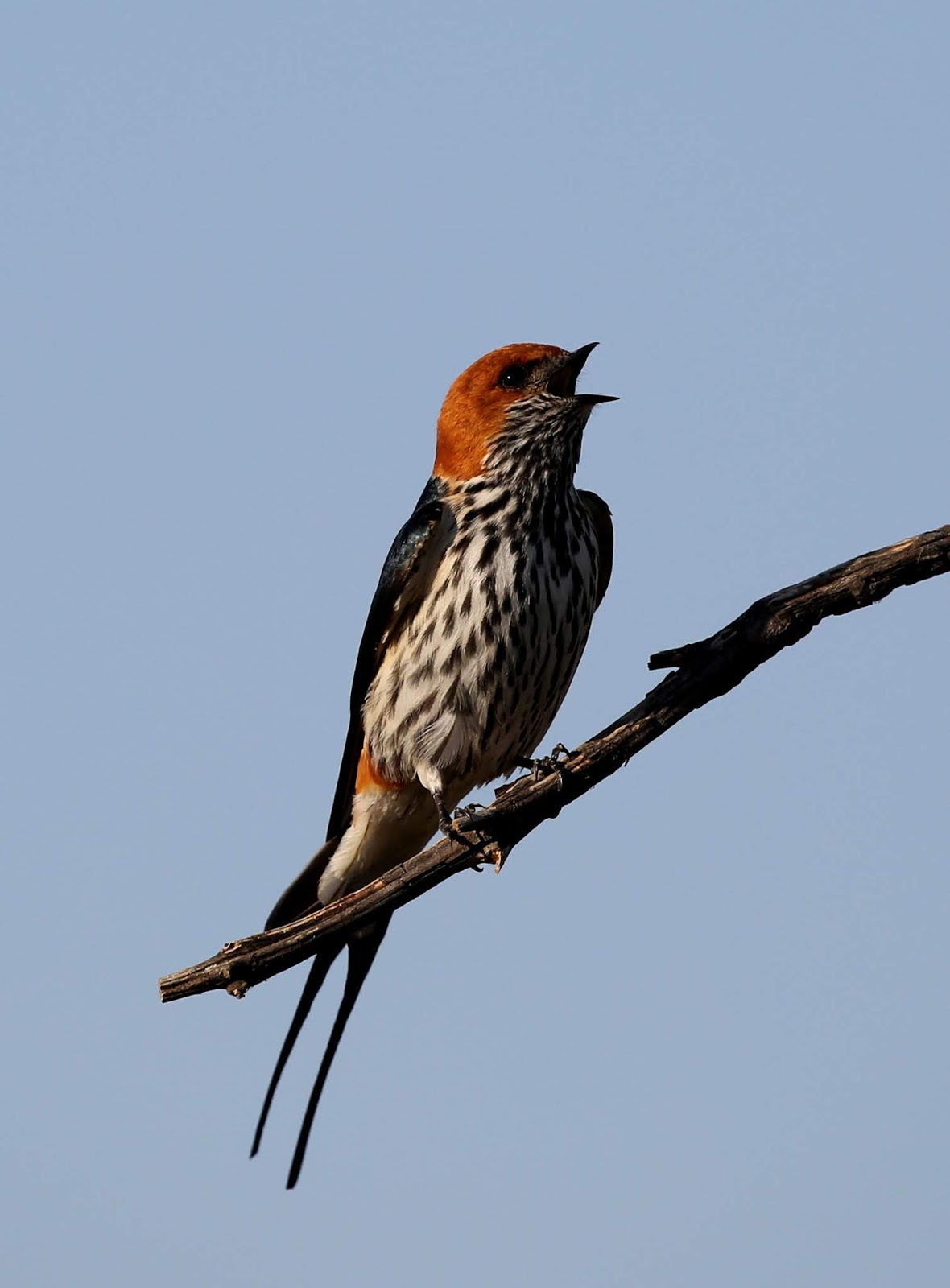 Worldbirder: Clare & Rowan's Africa trip!