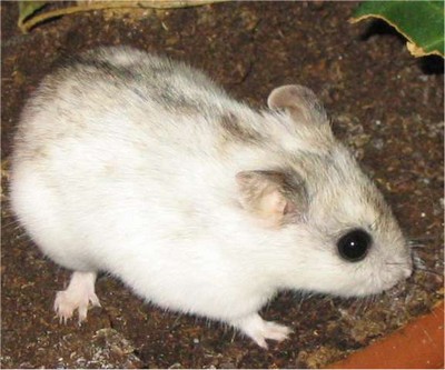 Diary of a Mad Pet Enthusiast: Species of the Day: Chinese Hamster
