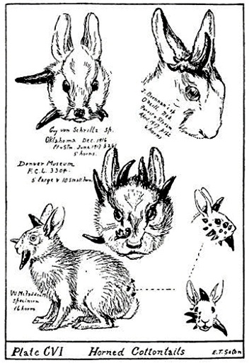 ShukerNature: HORNED HARES – A POTTED (OR SHOULD THAT BE JUGGED?) HISTORY!