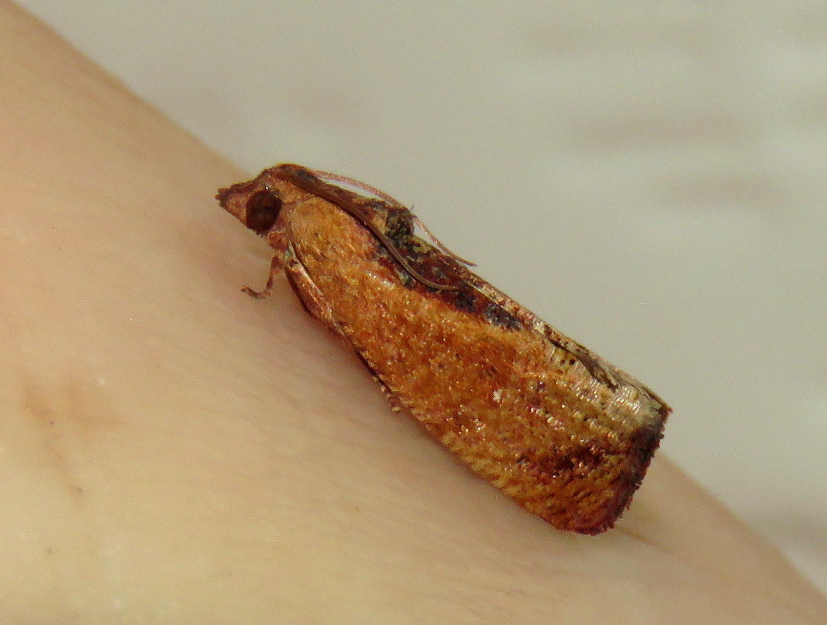 Variety of Life: Eucosmini