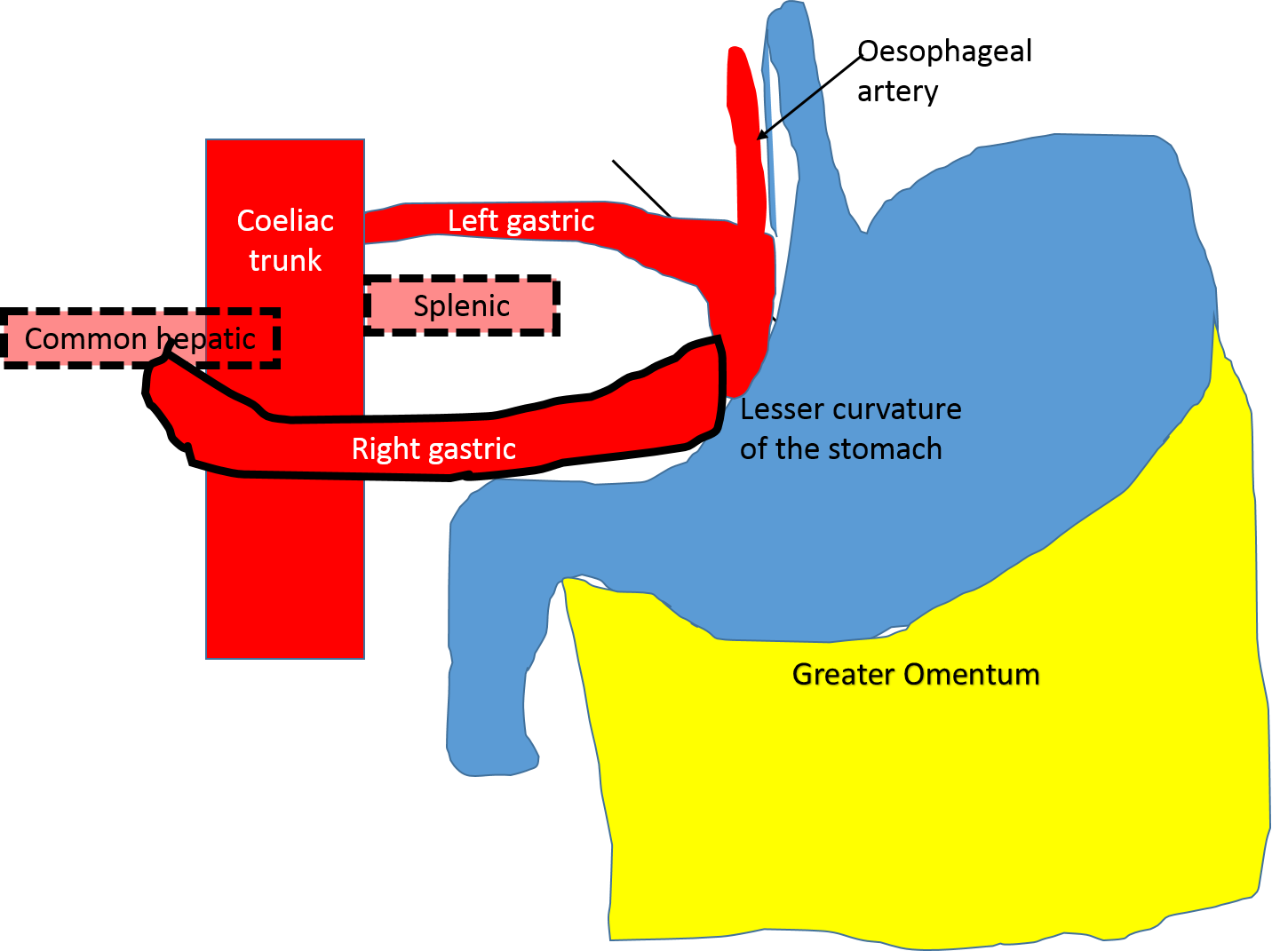 Coeliac Trunk: Step by Step