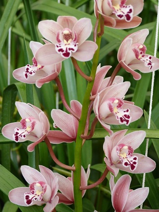 Cymbidiums: Varieties
