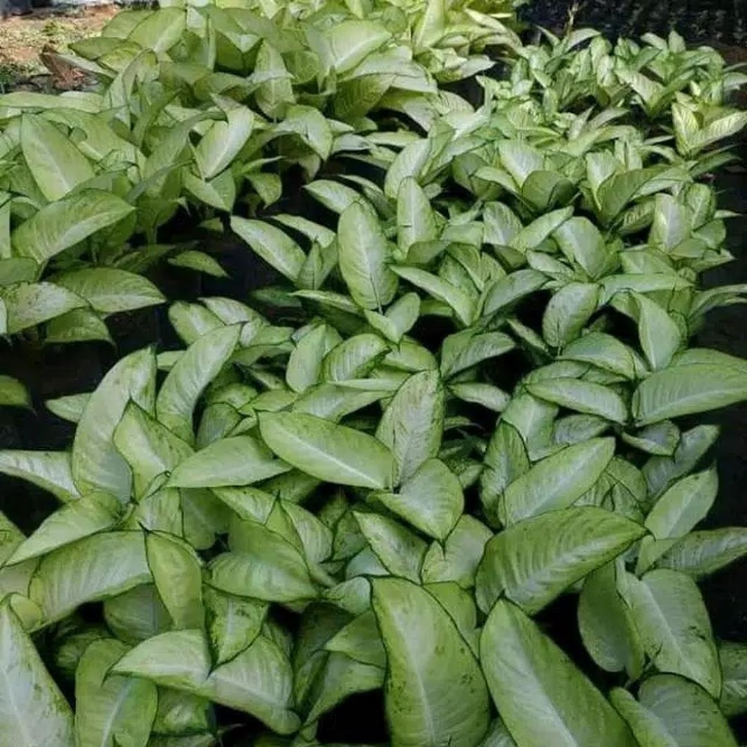 Supplier Tanaman Hias Aglonema Tisu Daun Rimbun Sumatra Barat - Bibit ...