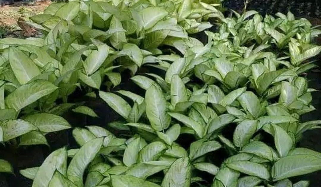 Supplier Tanaman Hias Aglonema Tisu Daun Rimbun Sumatra Barat - Bibit ...
