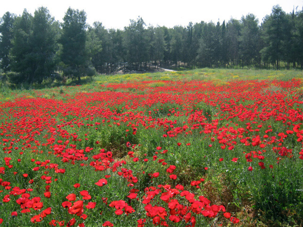 Land of Israel: List of Forests in Israel