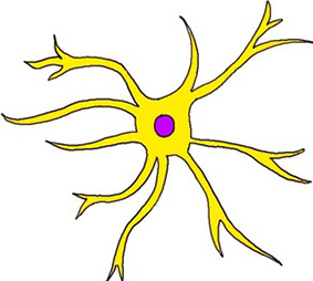 El Cerebro de Niños y Adolescentes: Astrocitos – Células Cerebrales en ...