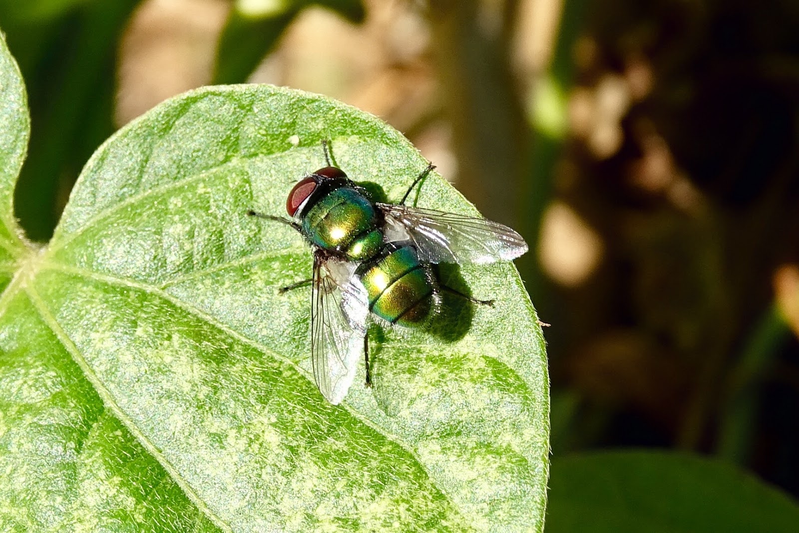 SANTIMETALIA FOTOGRAFÍAS DE MOSCAS METÁLICAS: MOSCAS VERDES Y MOSCAS AZULES