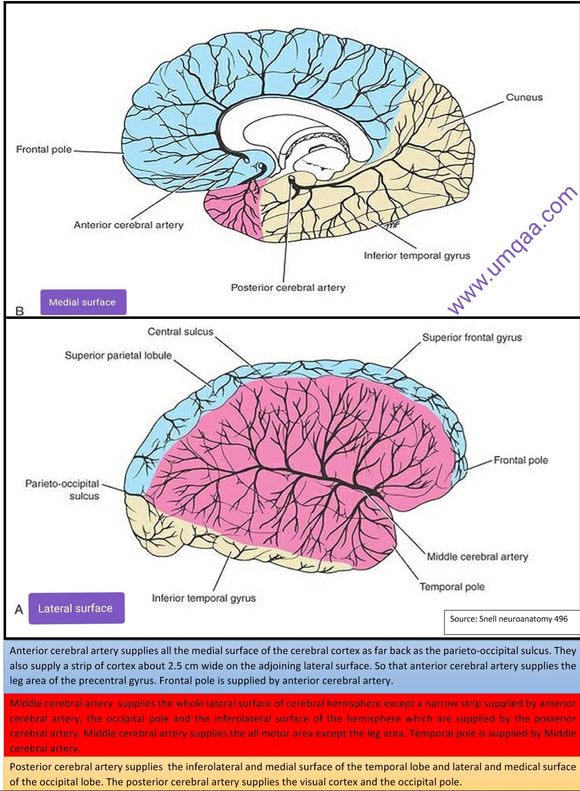 What is the blood supply to the brain?