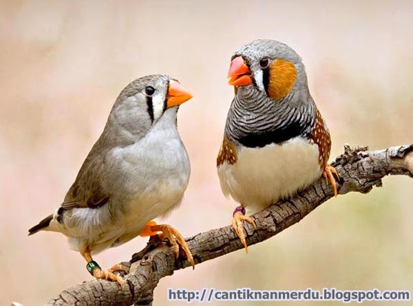 Budidaya Burung: Mengenal beberapa burung Finch yang populer di dunia