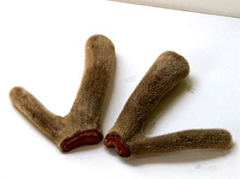 Nhung hươu và những điều cần biết « Nhung hươu, Nhung huou, Lộc nhung