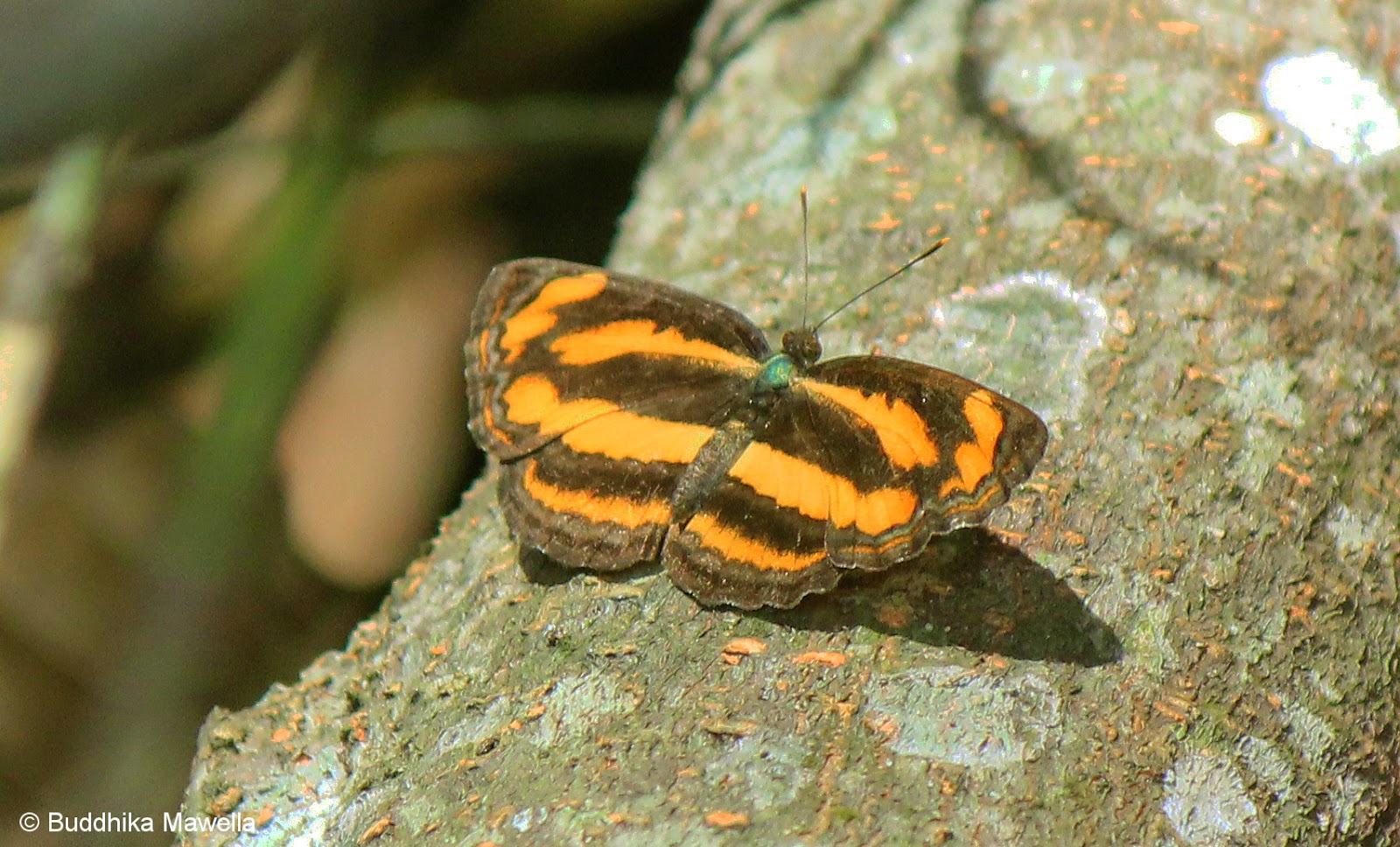 Lanka Nature Summary: Common Lascar (Pantoporia hordonia sinuata ...