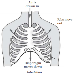 Notes of Ch 10 Respiration in Organisms Class 7th Science