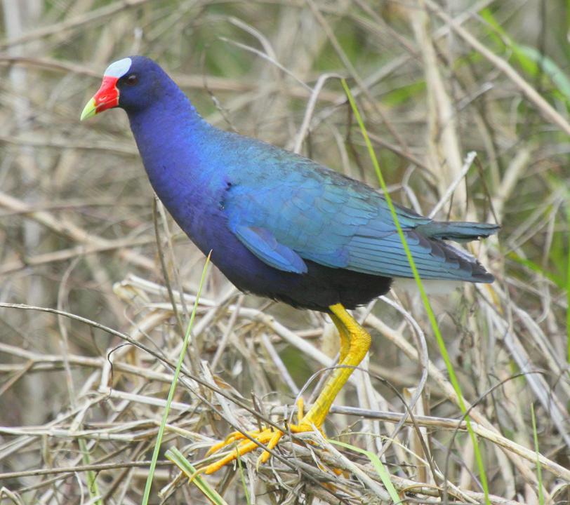 Variety of Life: Porphyrio