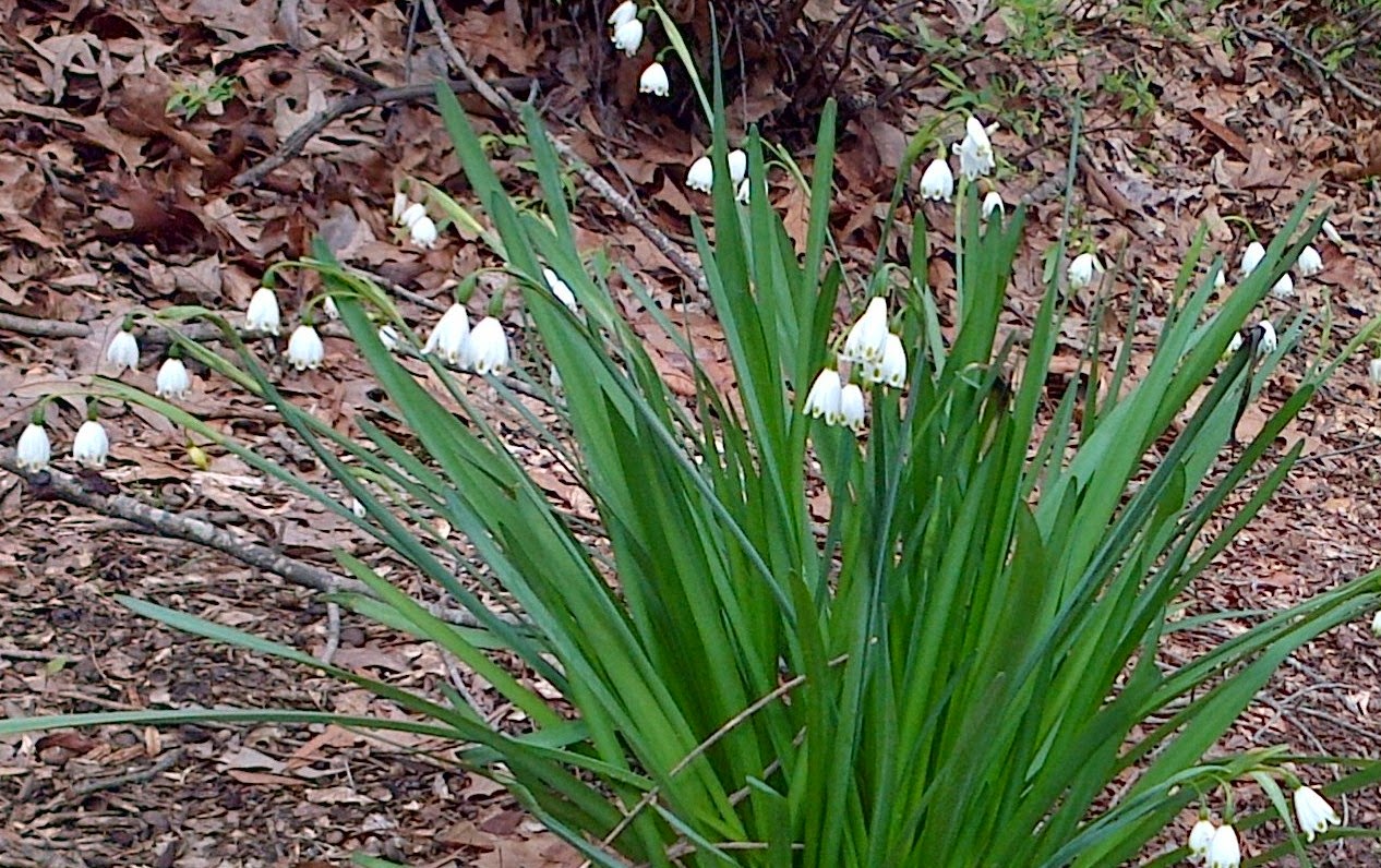 View from the Birdhouse: Wordless Wednesday: First Walk in Spring