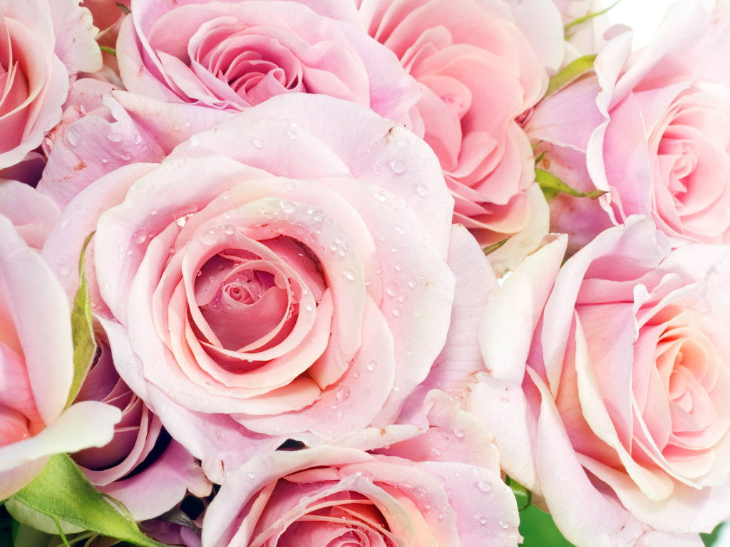 Beautiful Roses Pictures ~ Zee Post