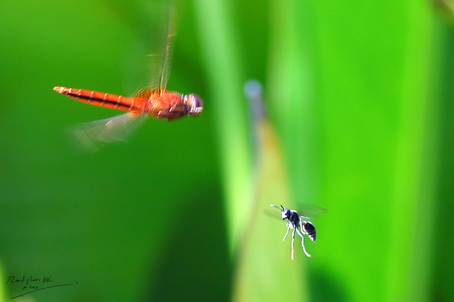 Red Dragonfly Flying