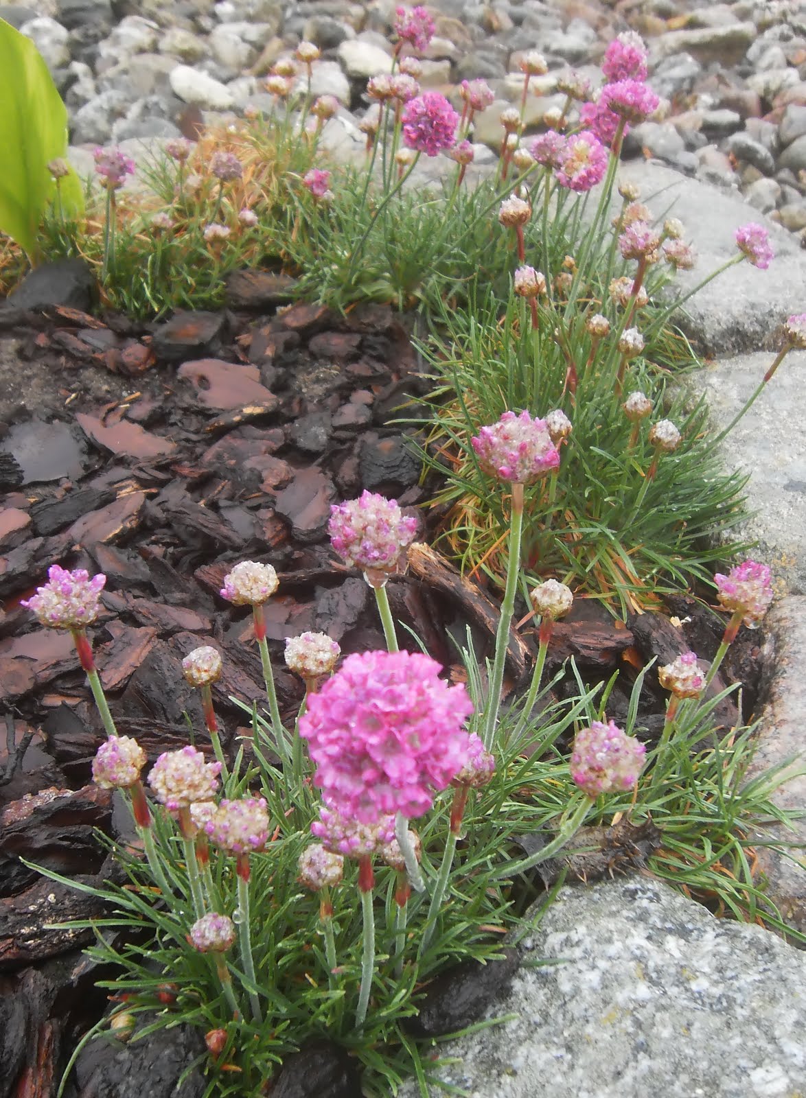 Patchwork-blomsten: Endnu en pause :o(