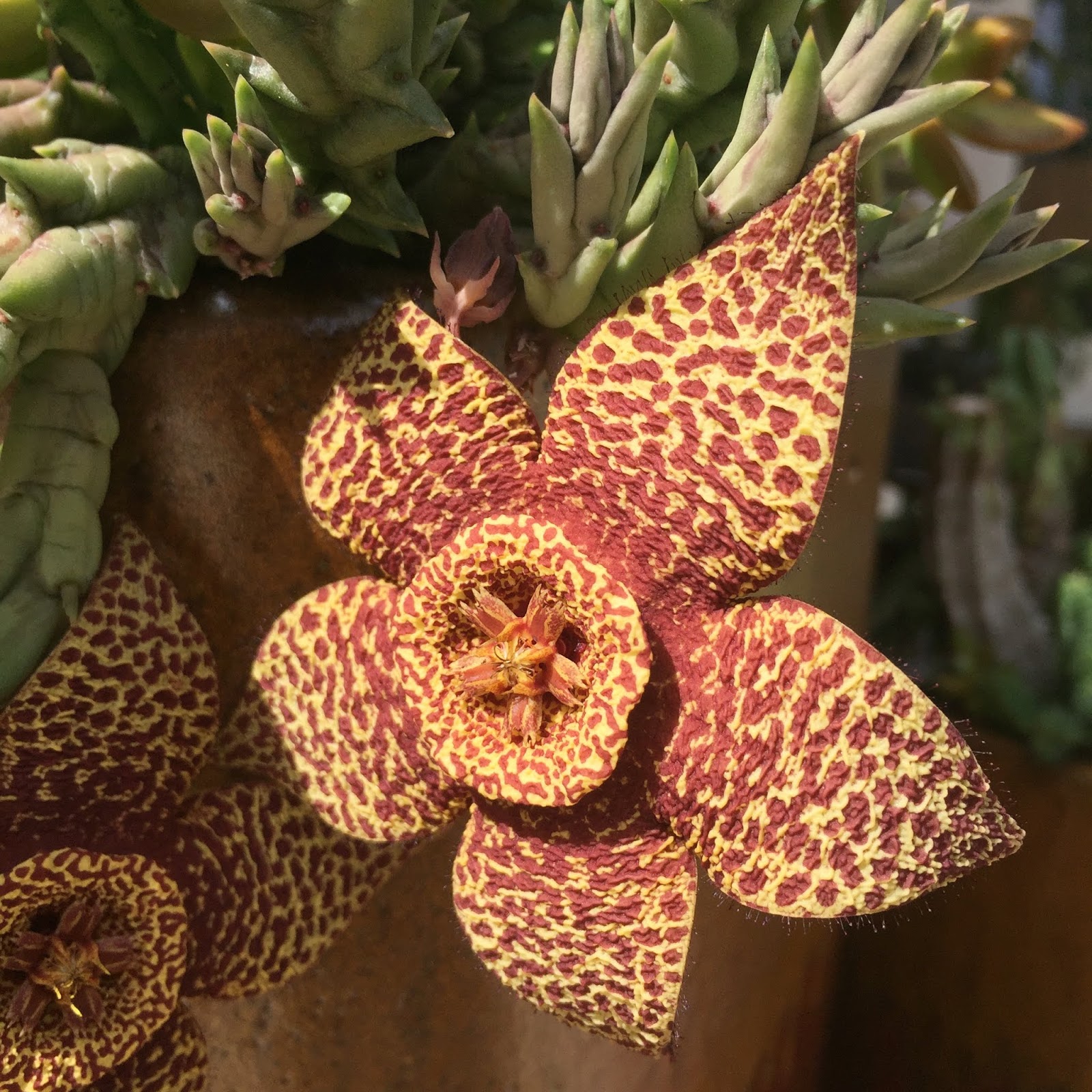 Orbea Succulents = Rewarding Bloomers