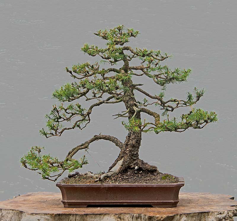 Walter Pall Bonsai Adventures: European spruce #32