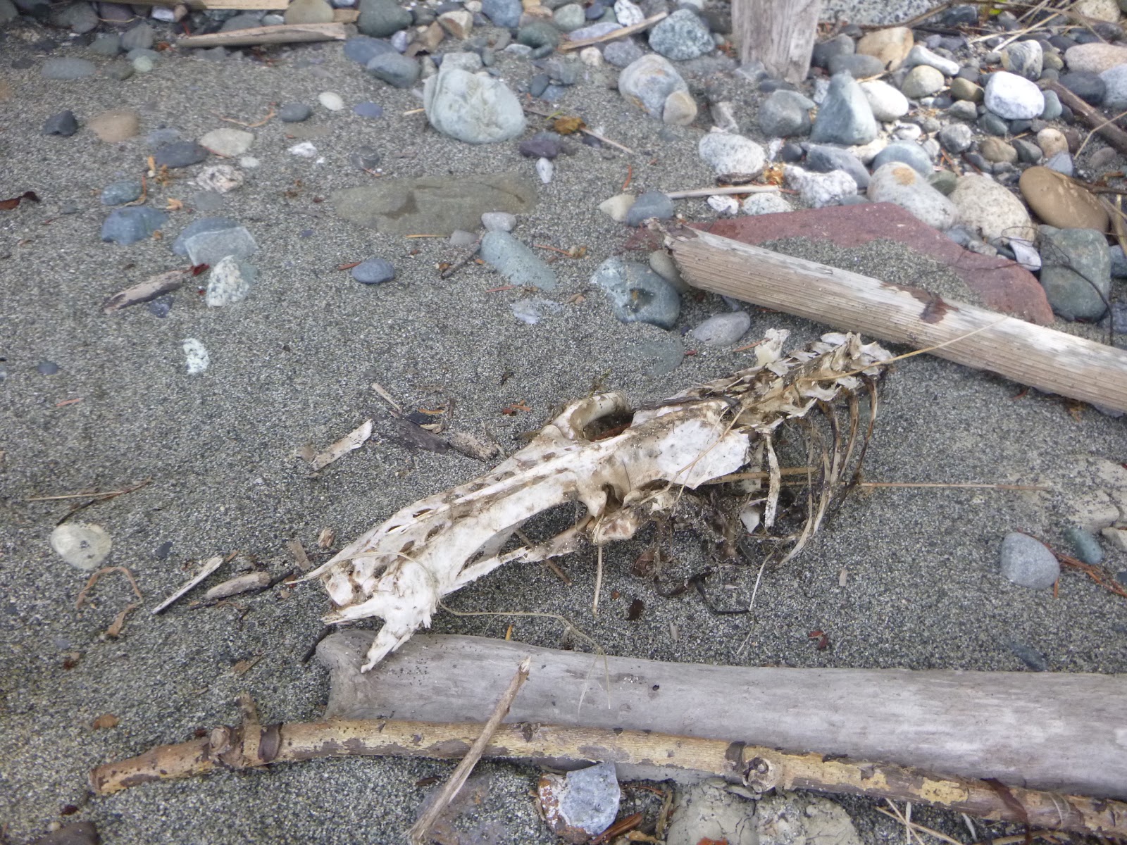 BEC: Short-Tailed Weasels: Short Tailed Weasels Expand and Play at ...