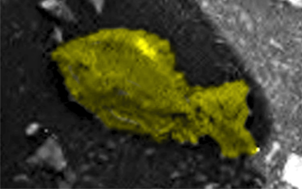 Fossilized Fish Being Examined By NASA Rover On Mars, Photo, Nov 30 ...