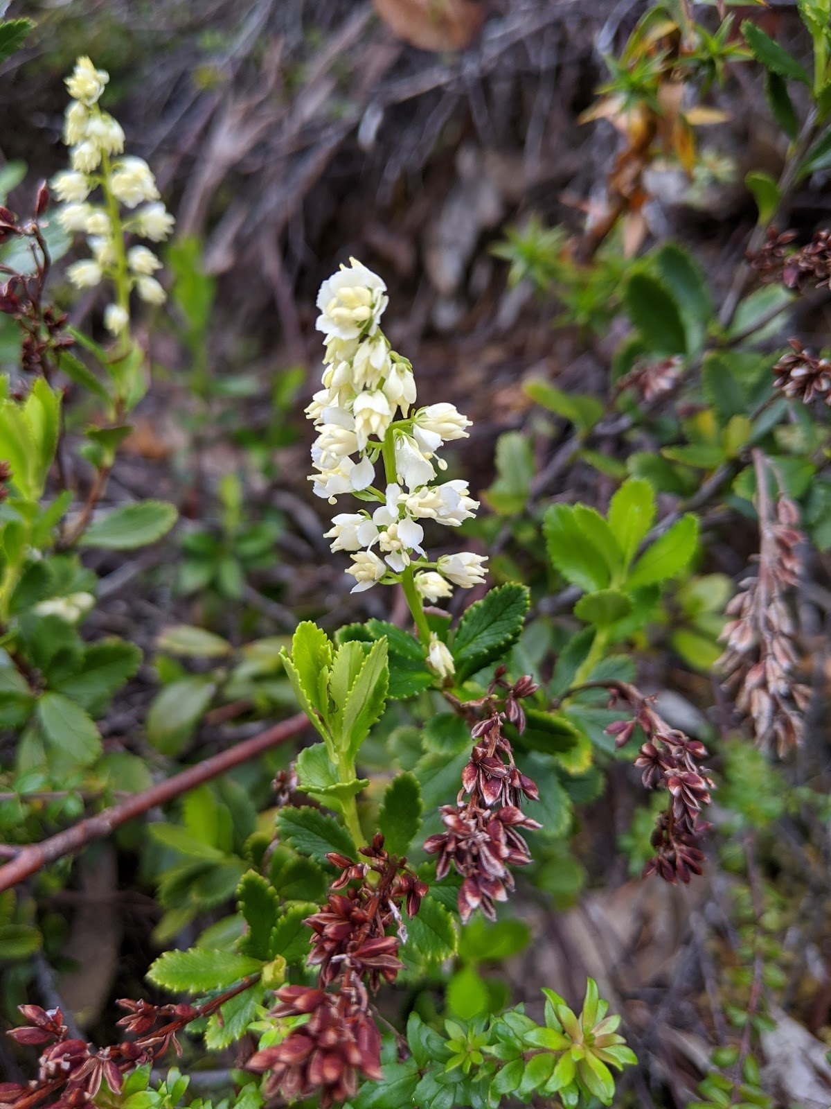 A Field Notebook: On the Snow Gum trail to Rodway Hut, Mount Field ...