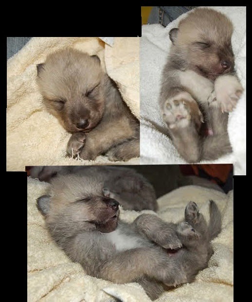 ONG Territorio de Lobos: 111 fotografías de lobos que harán que te ...