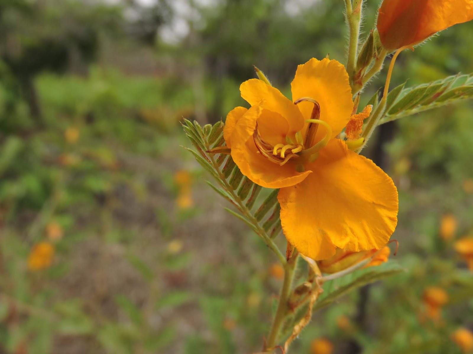Fabaceae - Leguminosae no Brasil: Chamaecrista