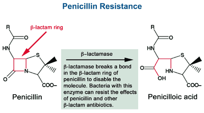 Organic Chemistry II: Beta-Lactamase