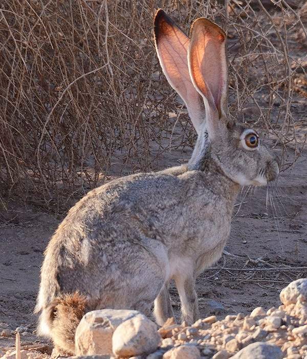 Jenis-jenis Kelinci & Hare Liar | Saung Rabbit