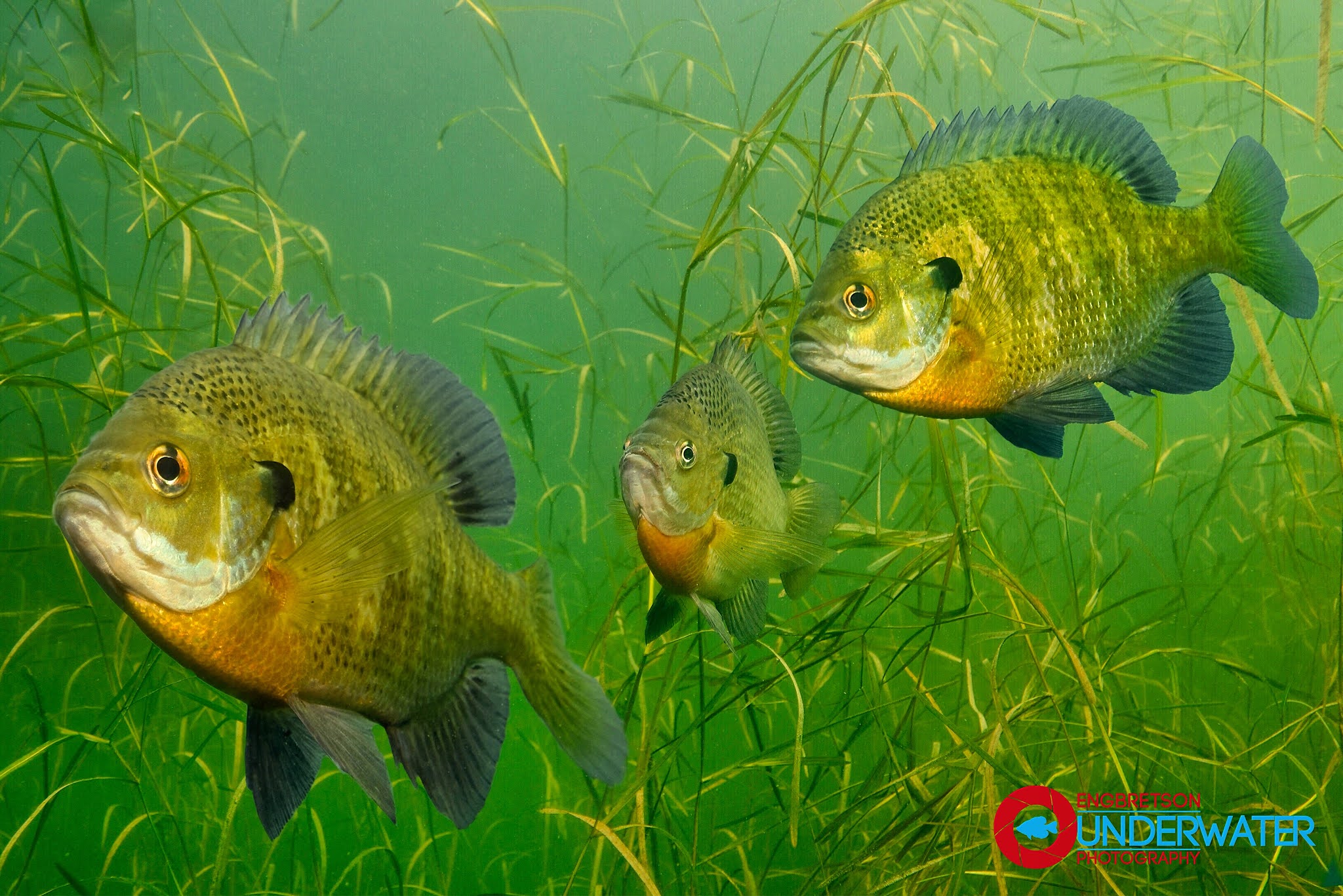 Engbretson Underwater Photography