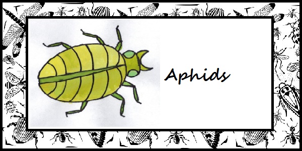 ABC To Drawing: Aphids