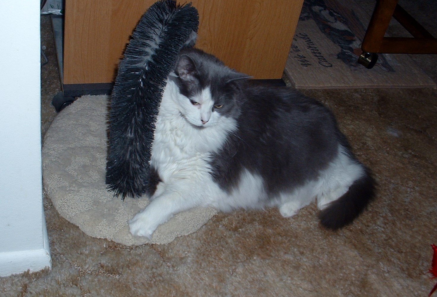 Laila and Angel Minchie: Itches Need Scritching