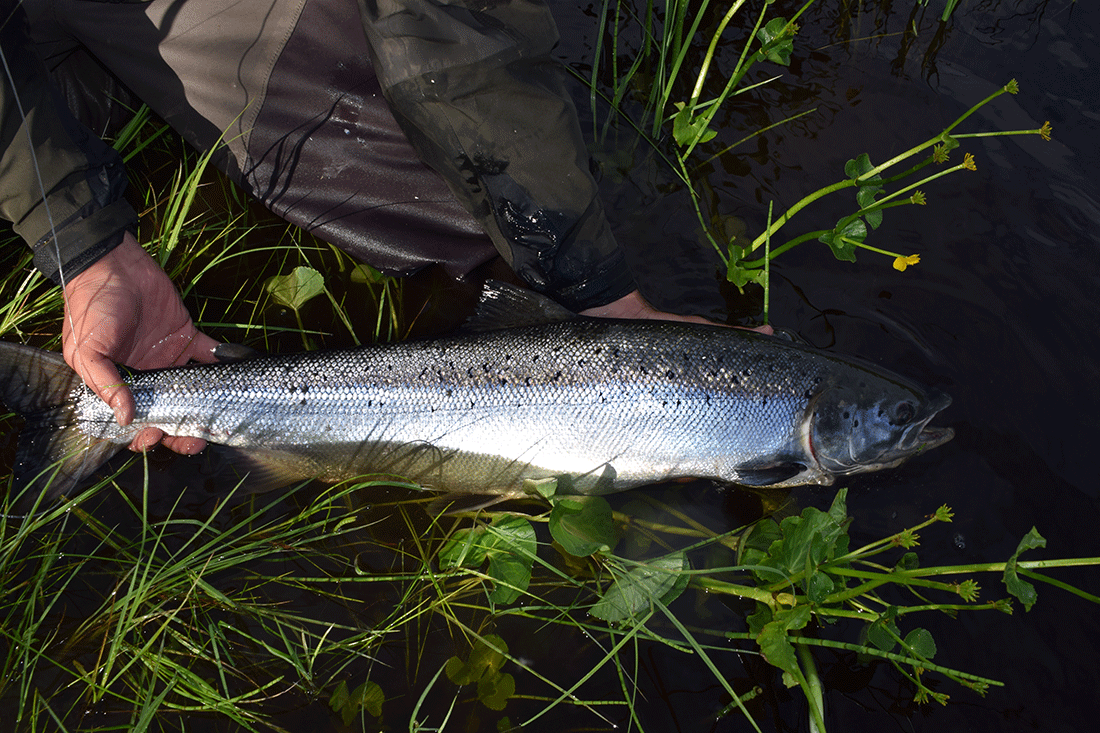 Chavanga Fish Blog: Salmon fishing in Russia. Some results of the ...