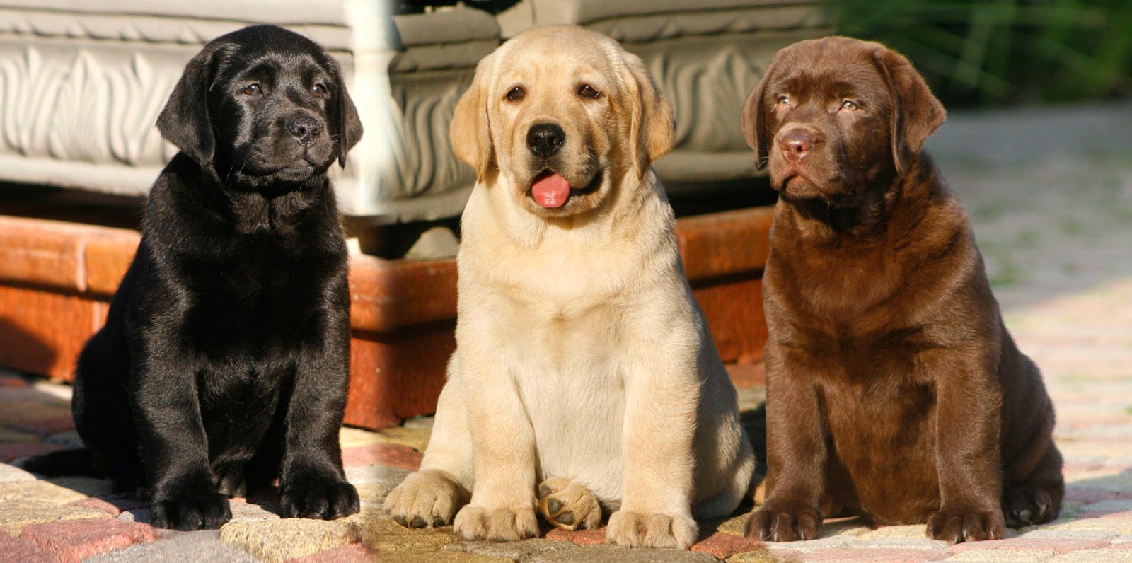 Dicas pet shop sua pet stores: Filhotes de Labrador retriever