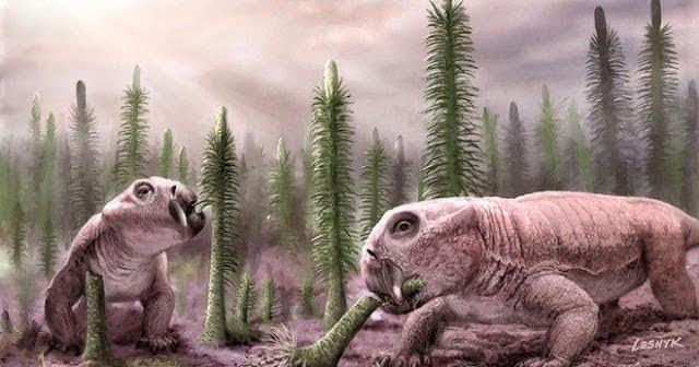 Fieggentrio: Dicynodontia