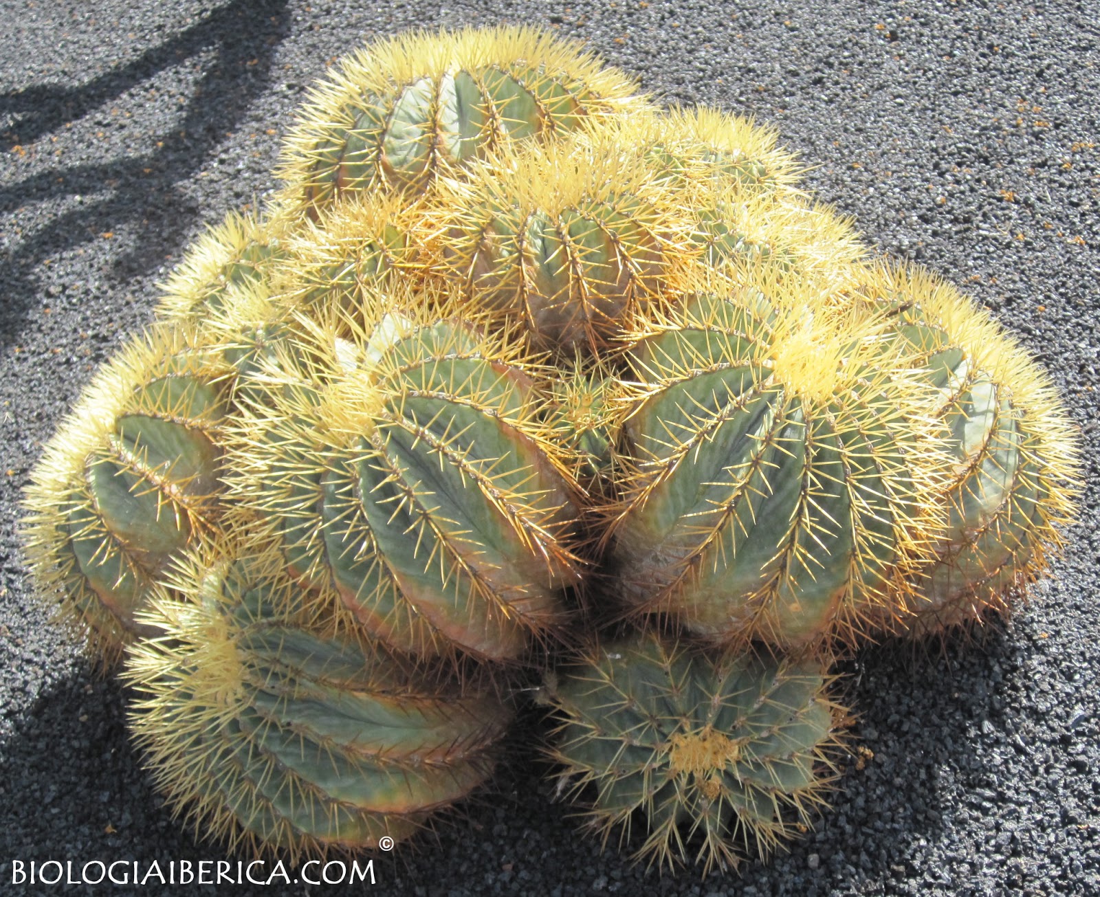 Biología Ibérica: Listado de cactus con nombre científico, foto y hábitat.