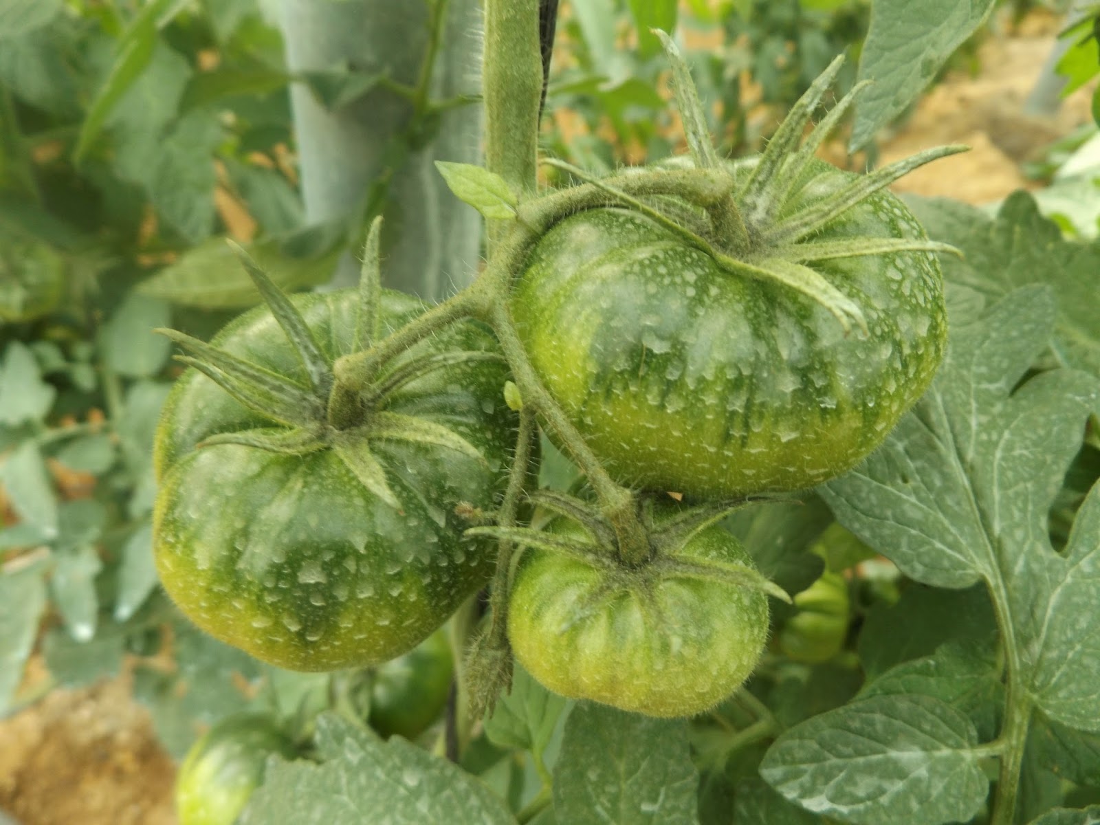 FITOSOFIA: CULTIVO DE TOMATE RAF EN INVERNADERO-PRIMERA PARTE