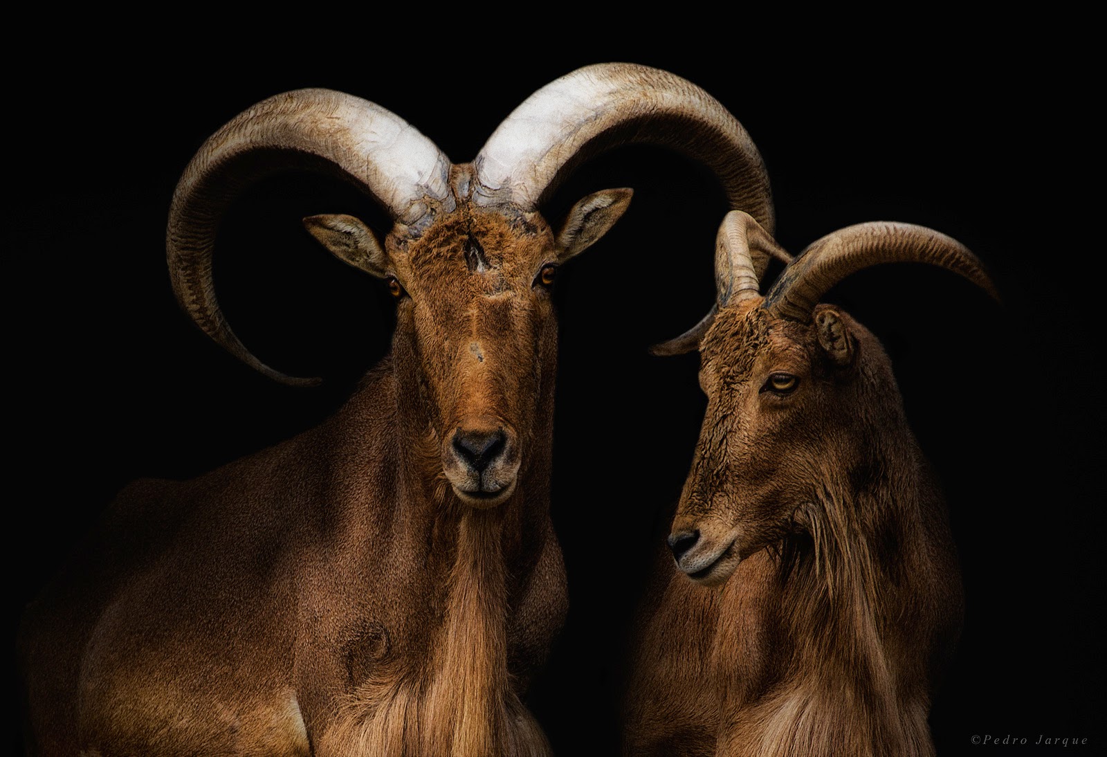 Animal Portraits by Pedro Jarque Krebs