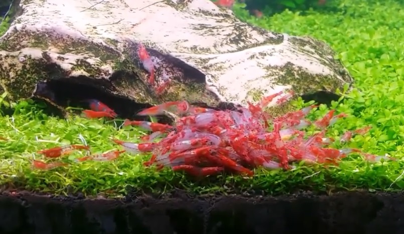 Udang Red Rili Aquascape