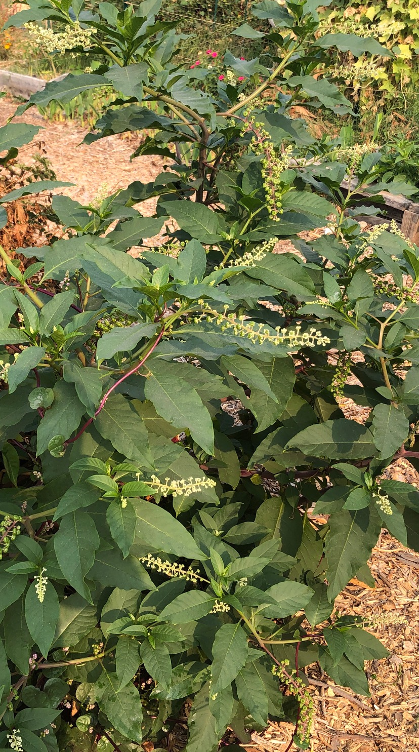 It's the scary season for this invasive plant
