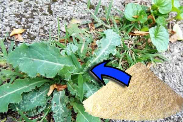 Pentru Suflet: Cum să scapi de buruienile din grădină. Secrete pe care ...