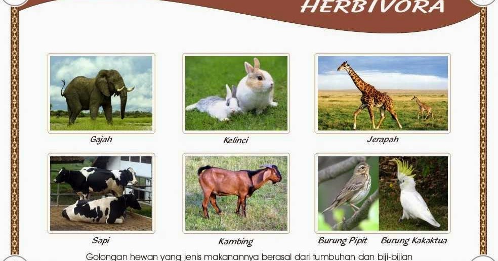Gokil 50+ Gambar Hewan Herbivora