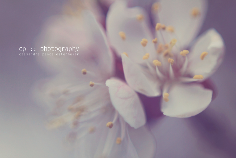 sassafras: soft spring :: nature photography