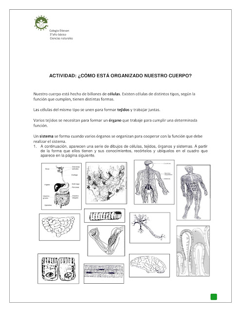 Ciencias naturales 5° básico.