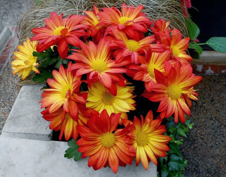 My Virtual Garden: Chrysanthemum Festival