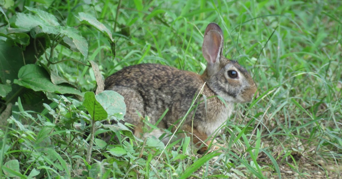 Bird & Travel Photos, Birding Sites, Bird Information: RABBIT, PALO ...