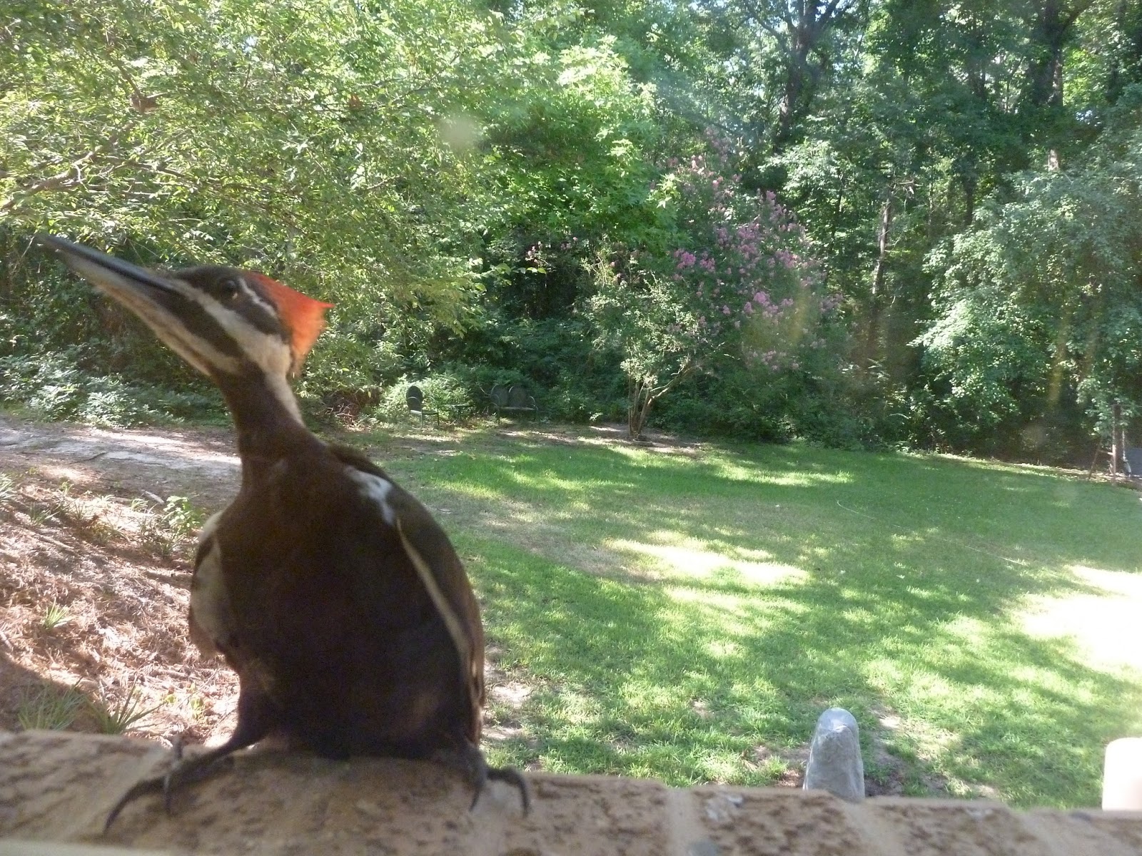 The Wackadoodle: This Bird admiring his reflection and his awesome ...