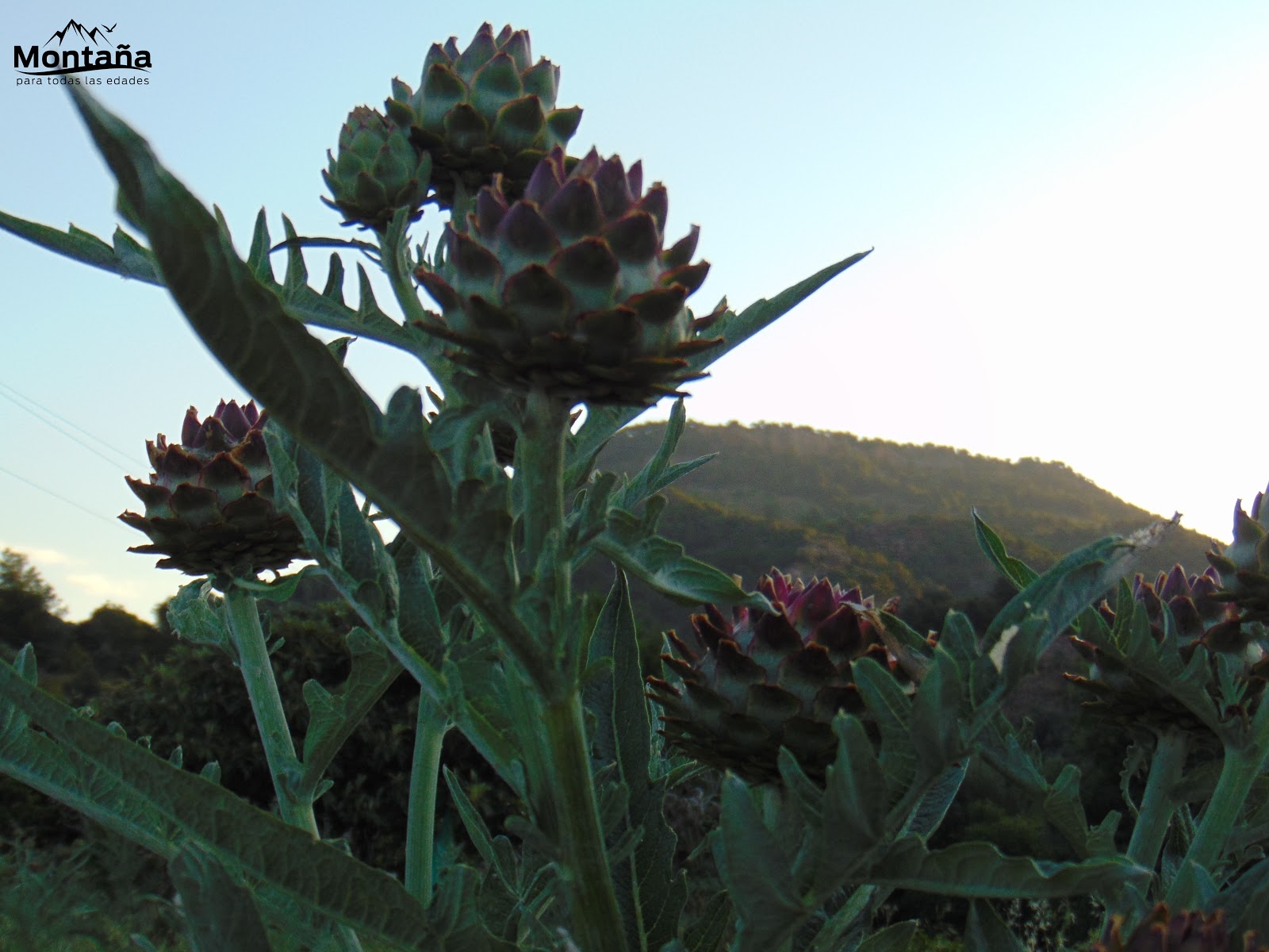 MONTAÑA PARA TODAS LAS EDADES: Un paseo por La Calderona - Siguiendo el ...